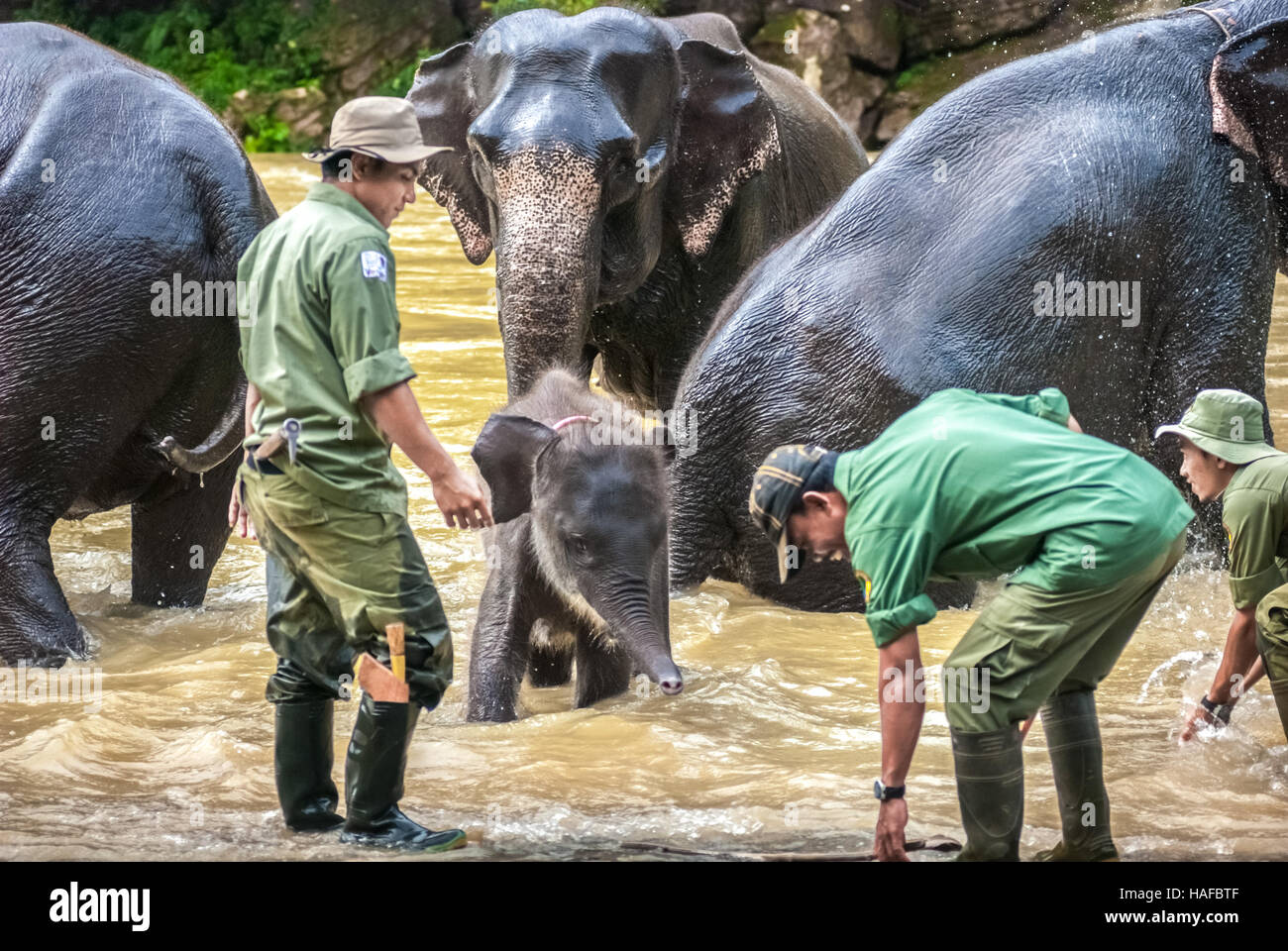 Park rangers bathing elephants at an elephant camp managed by ...
