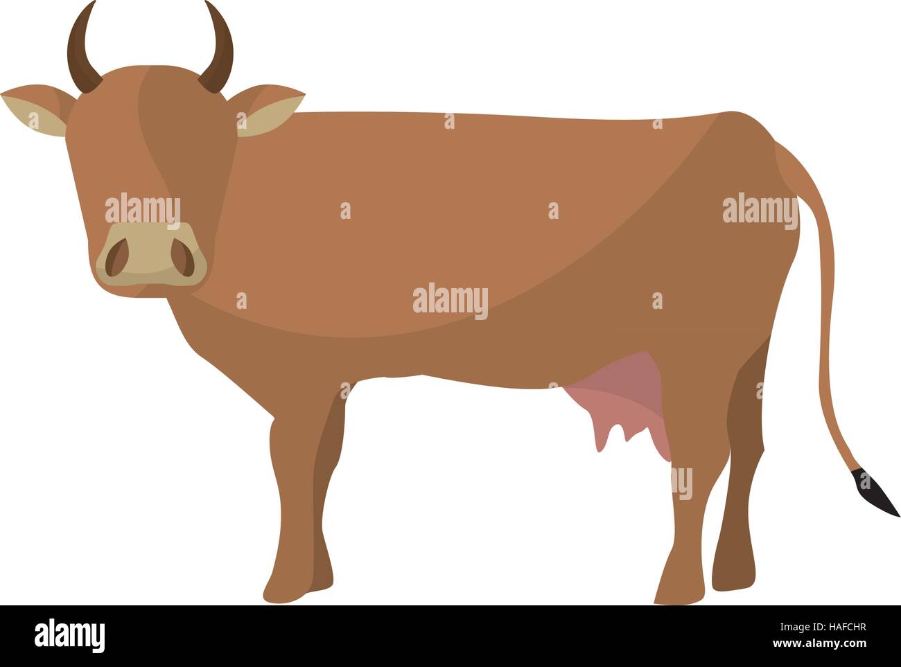 Domestic indian cow Cut Out Stock Images & Pictures - Alamy