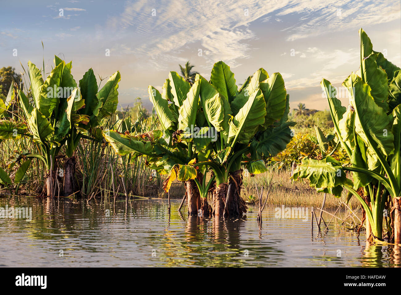 Madagascar river Antainambalana delta landscape in Tamatave province ...