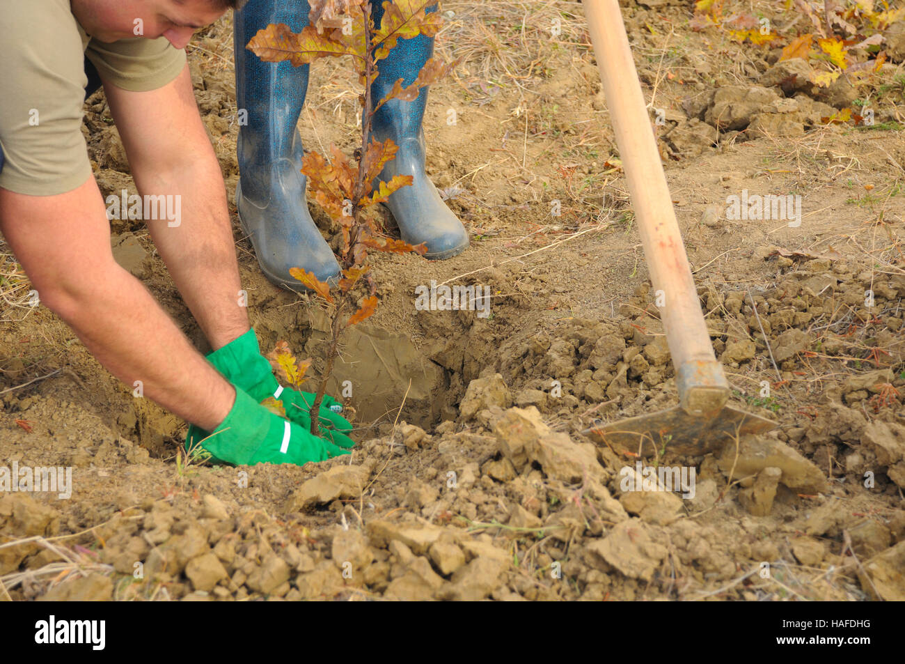 Plantam fapte bune hi-res stock photography and images - Alamy