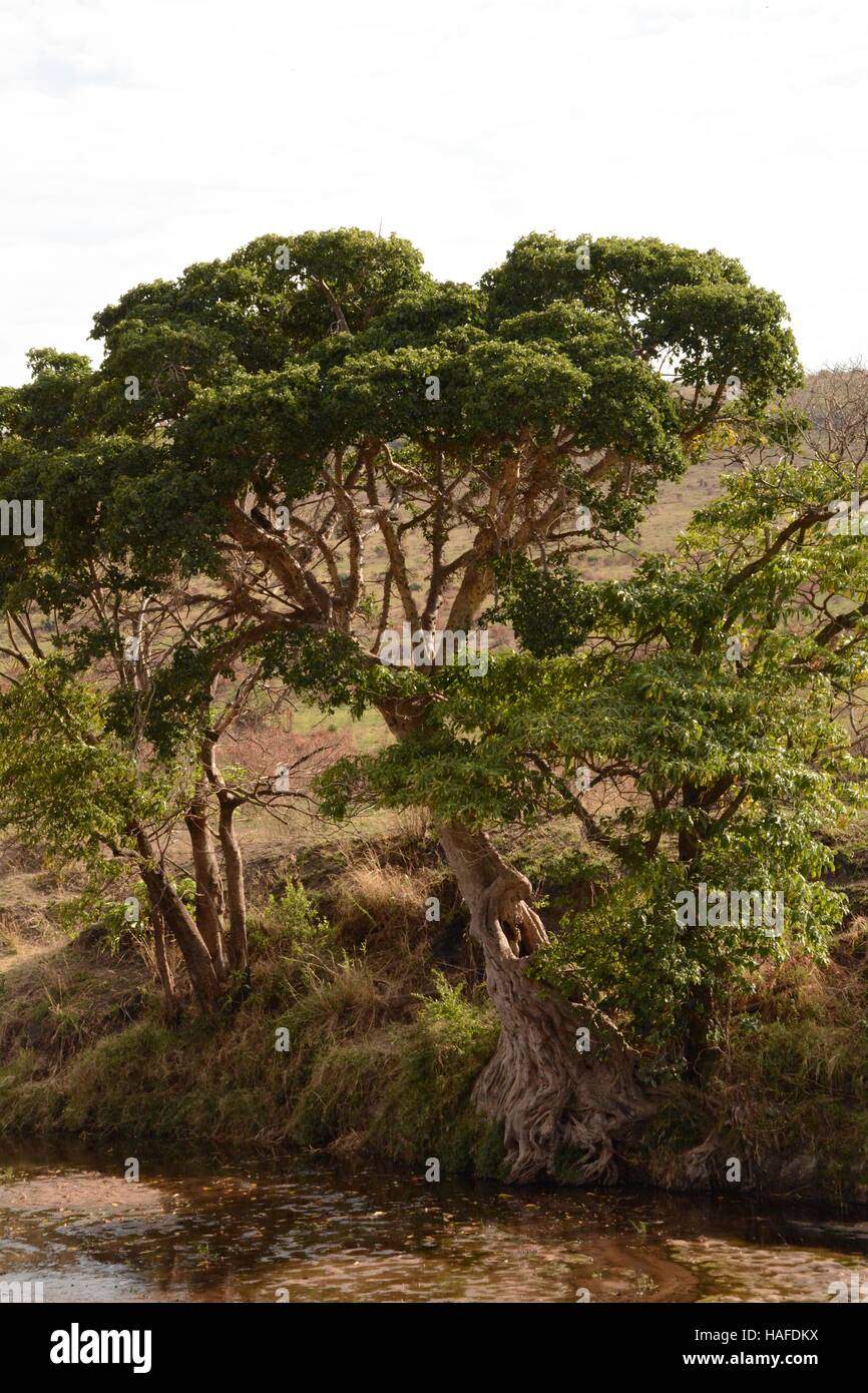 Evergreen trees on river bank hi-res stock photography and images - Alamy