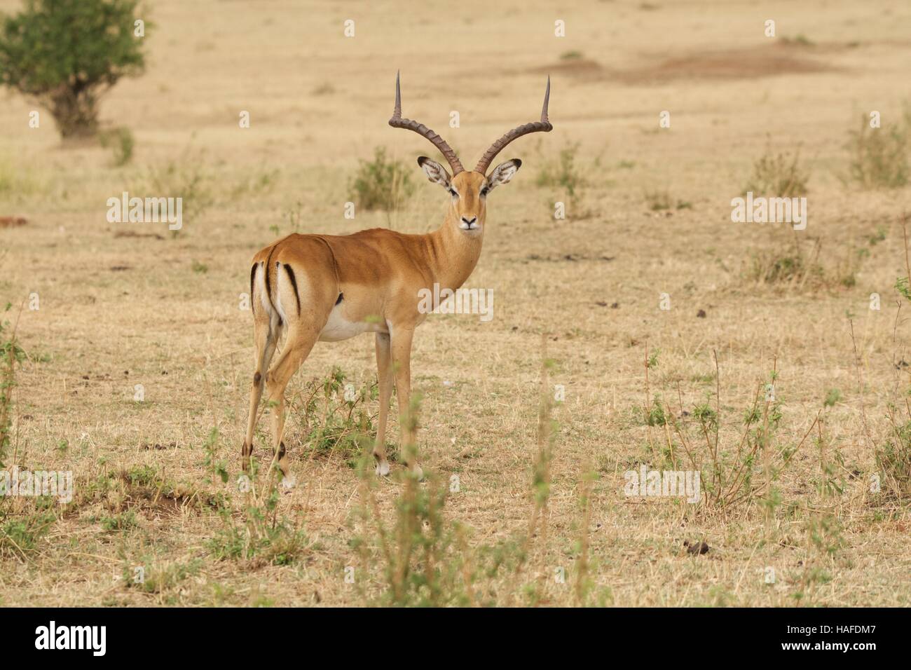 East African Impala Stock Photo - Alamy