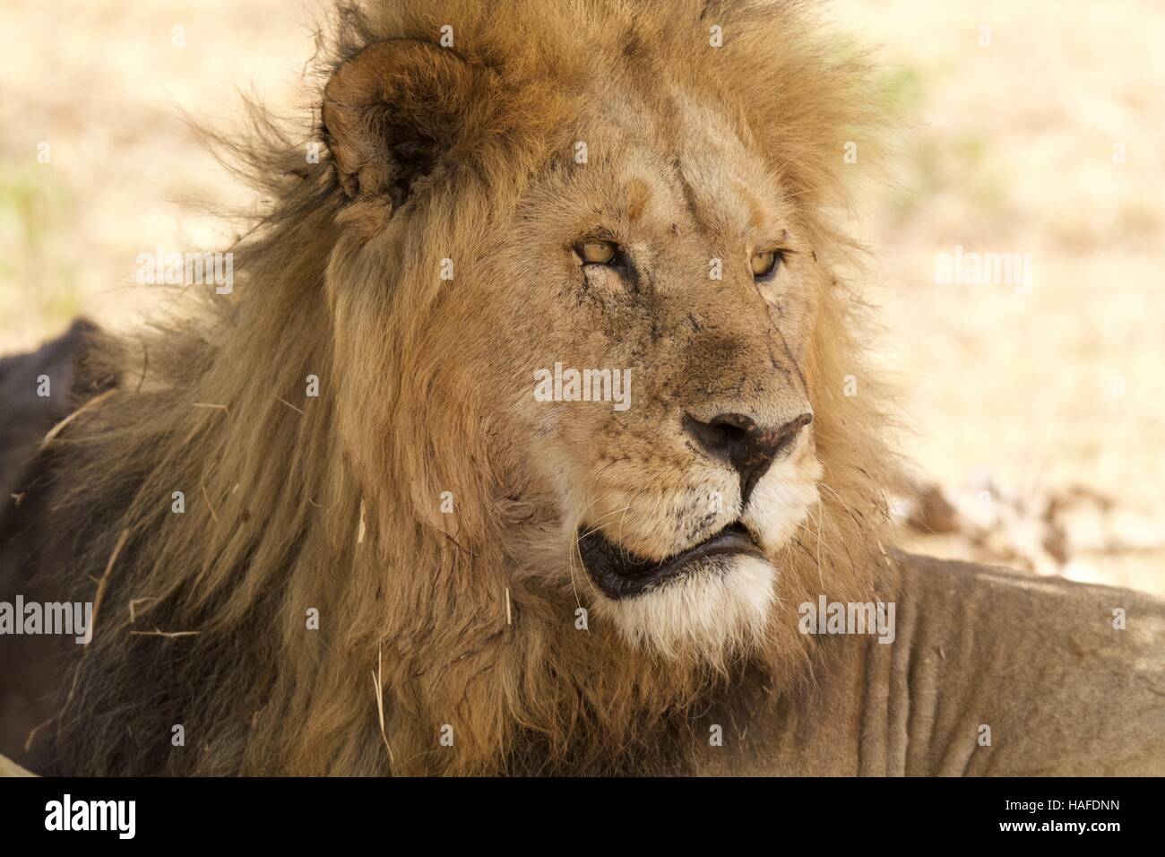 Male lion resting in the shade Stock Photo - Alamy