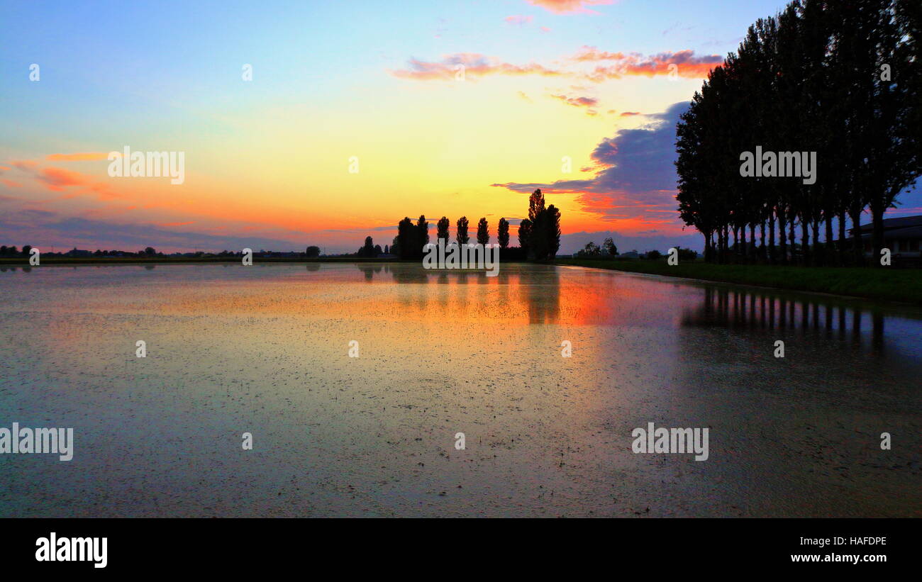 Rice field at sunset Stock Photo - Alamy