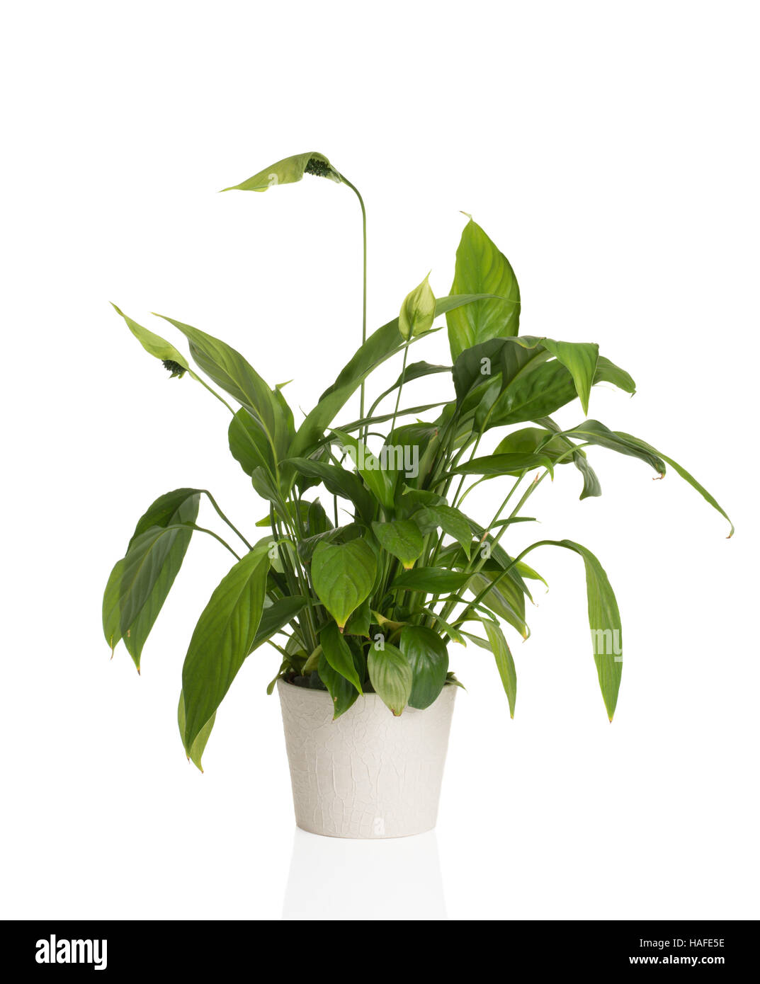Peace lily hi-res stock photography and images - Alamy
