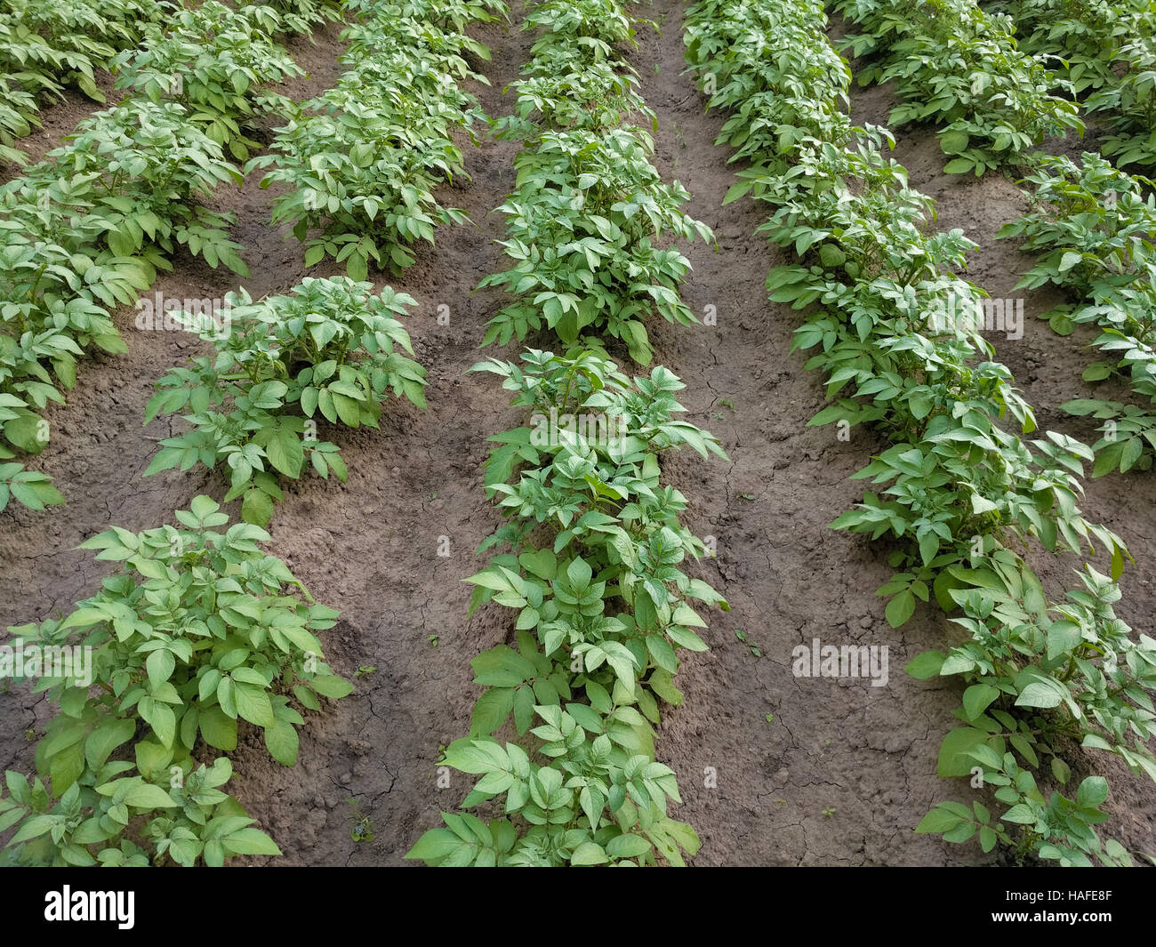 Farm field of potato crops in rows Stock Photo - Alamy