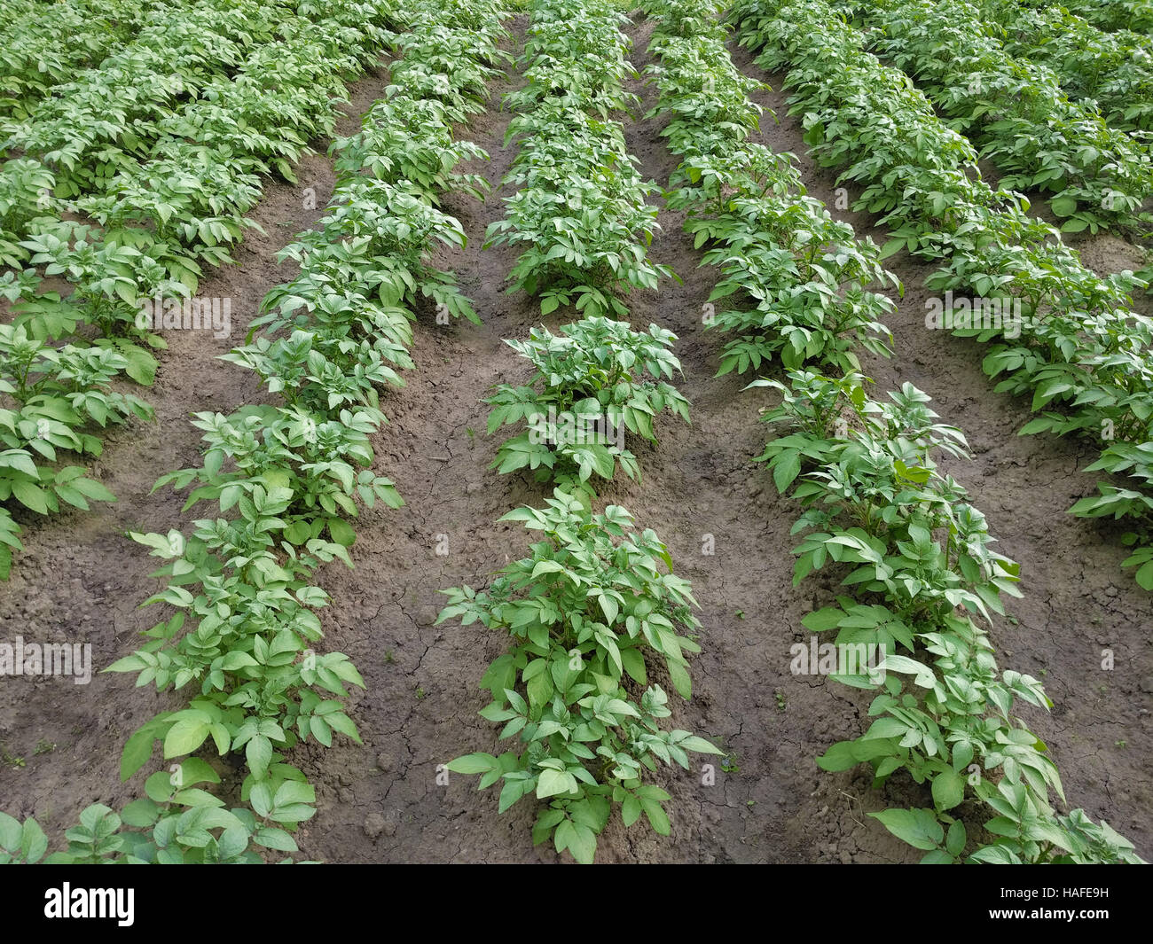 Farm field of potato crops in rows Stock Photo - Alamy