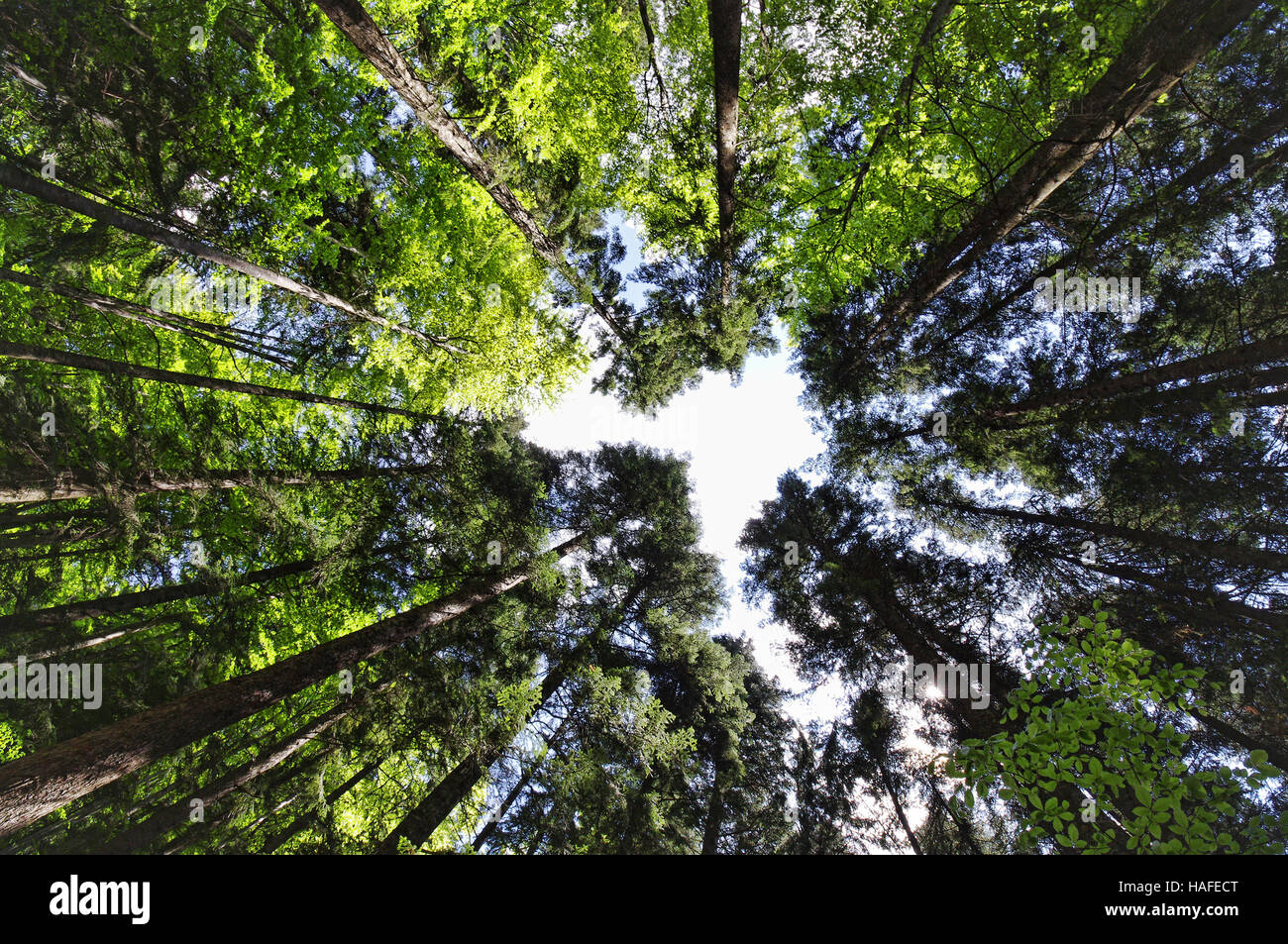 Wide angle forest hi-res stock photography and images - Alamy