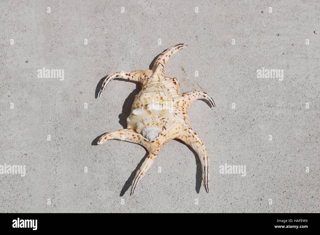 Shell project hi-res stock photography and images - Alamy