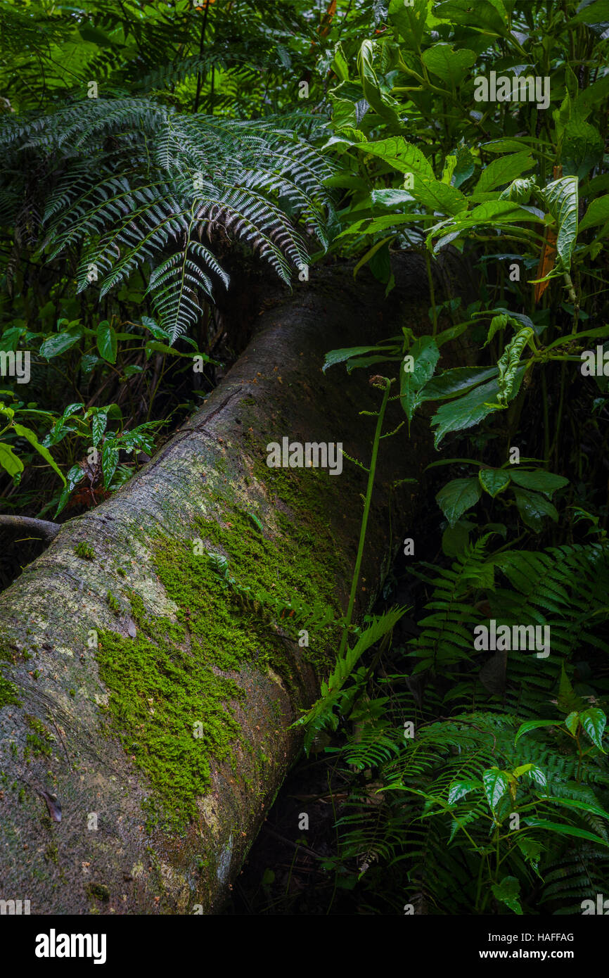 Mossy trees and lush leafs in the rainforest, Bali, Indoanesia Stock ...