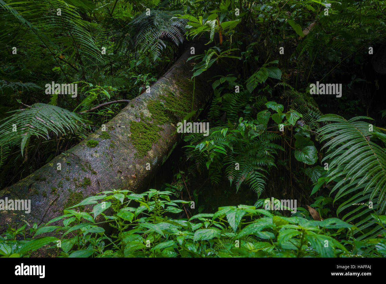 Dark rainforest hi-res stock photography and images - Alamy