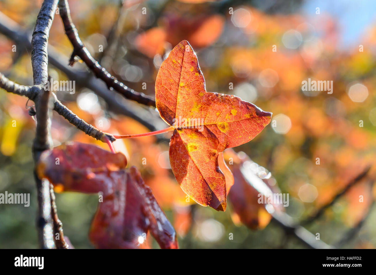 Terminal Lobes High Resolution Stock Photography and Images - Alamy