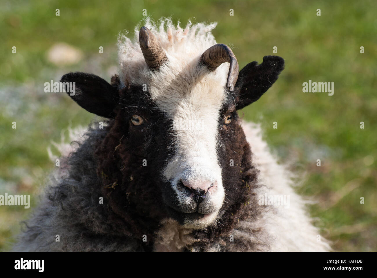 Sheep Horns High Resolution Stock Photography and Images - Alamy