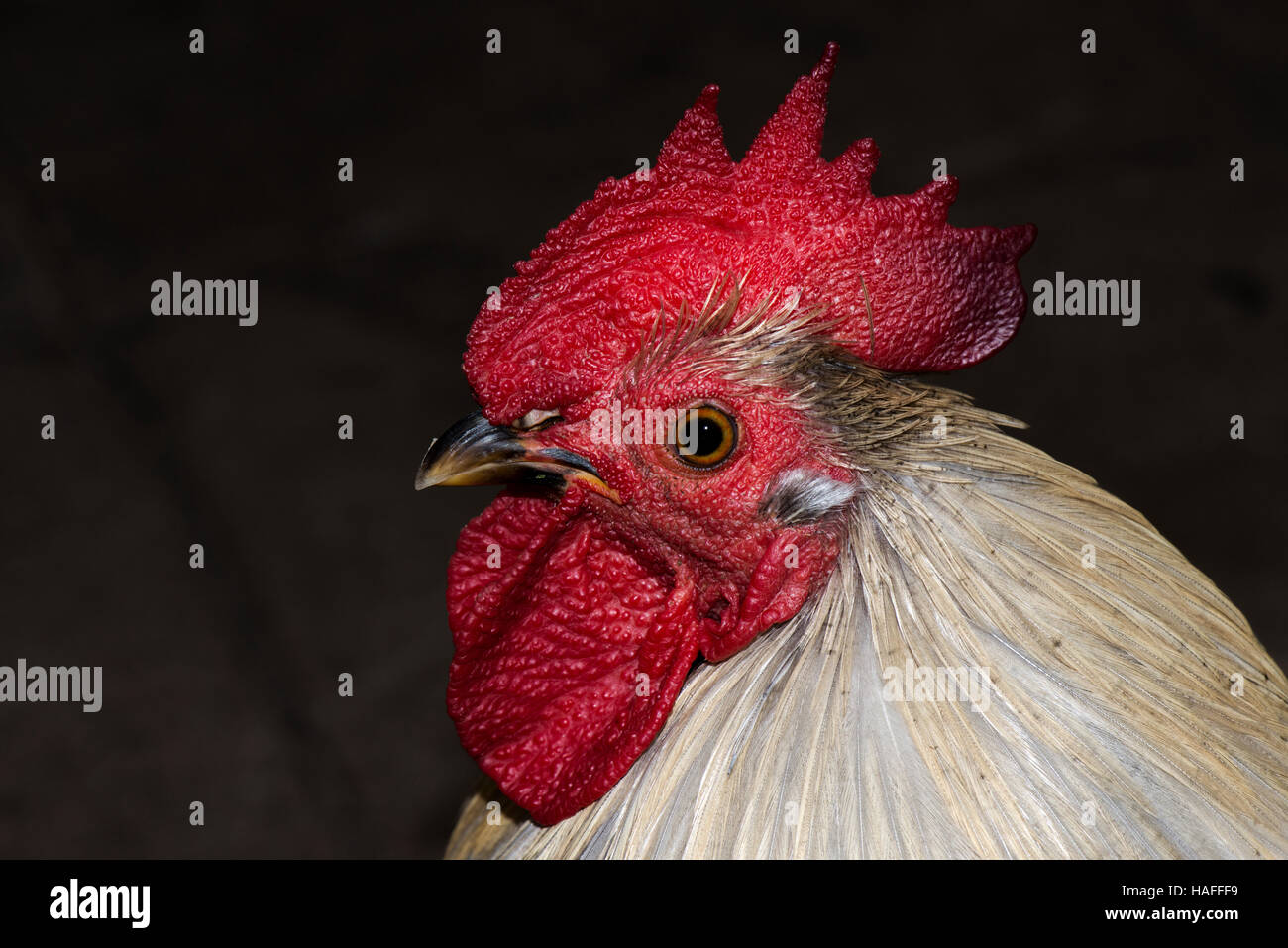 Red comb cockerel hi-res stock photography and images - Alamy