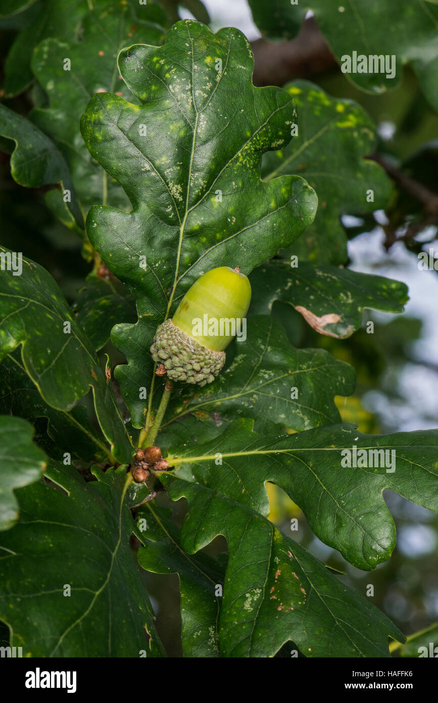 Diseased Oak tree (possibly Oak Wilt/Rust) within Whisby Nature Park ...