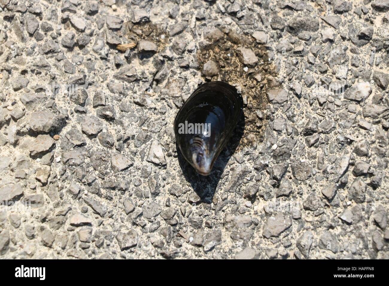 Black sea shell available in high-resolution and several sizes to fit ...