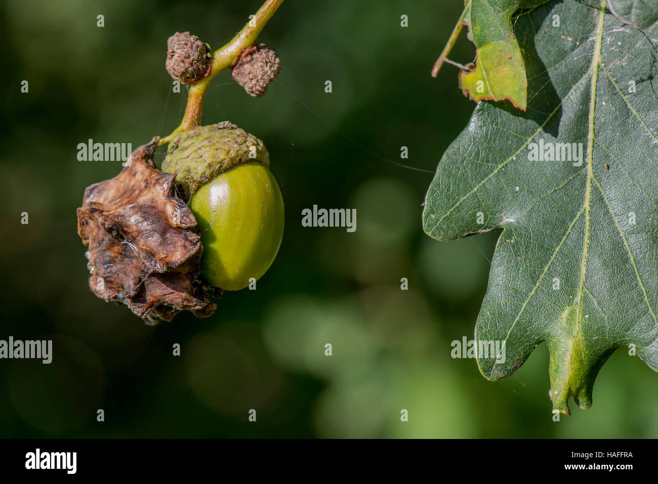 Deformed acorn on oak tree hi-res stock photography and images - Alamy