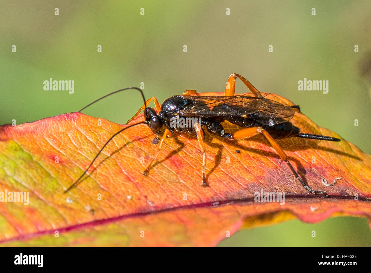 Parasitic wasp hi-res stock photography and images - Alamy