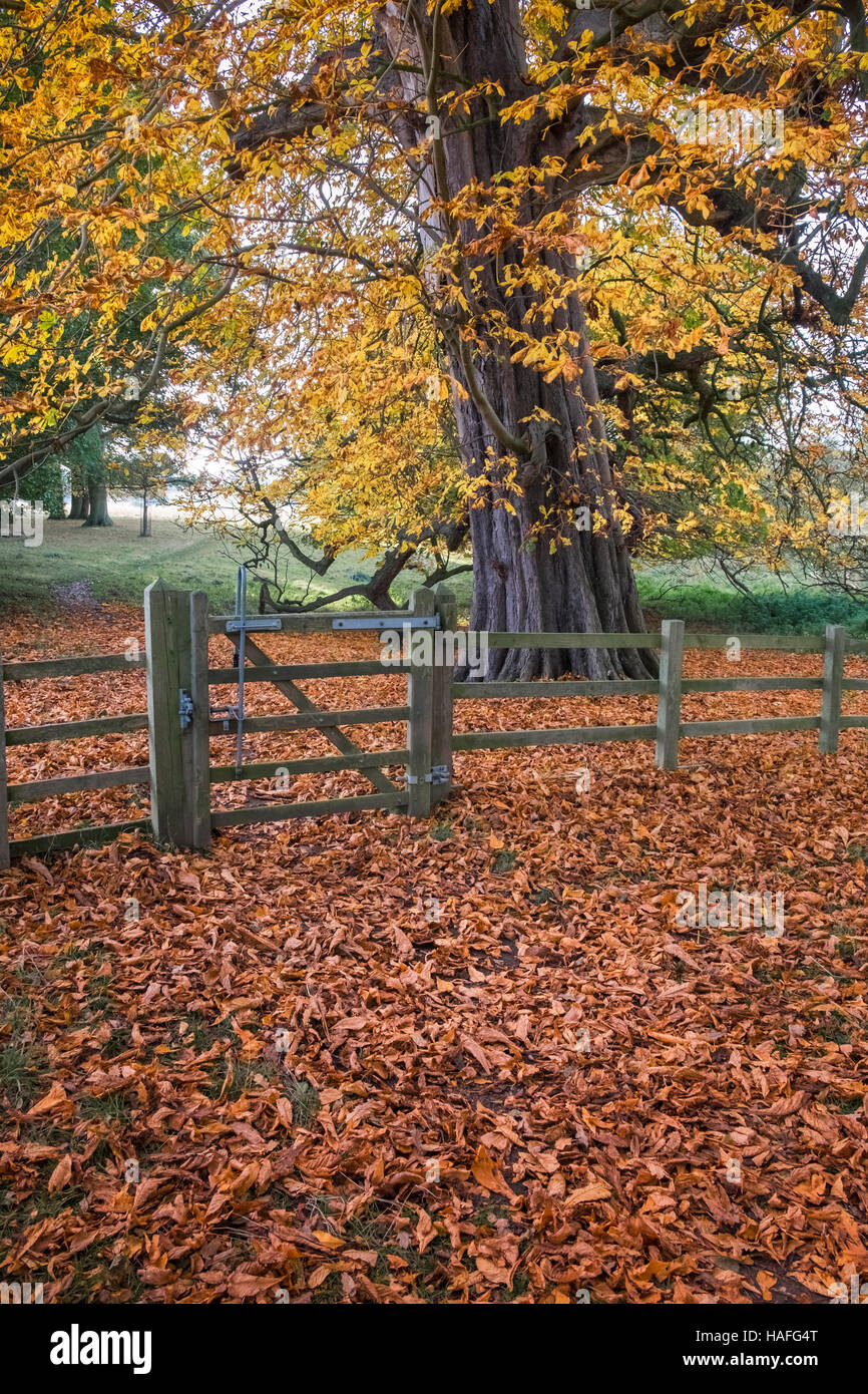 Grantham autumn lincolnshire hi-res stock photography and images - Alamy