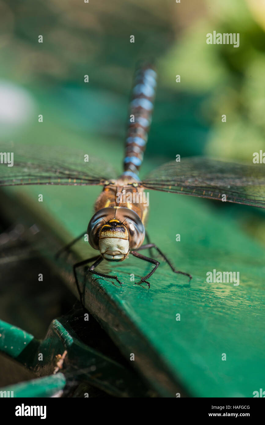 Male Migrant Hawker Dragonfly - Aeshna mixta at Whisby Nature Park ...