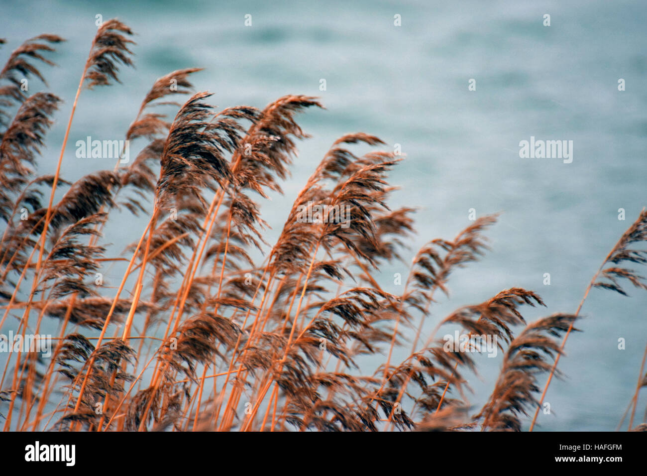 Blowing in the winds hi-res stock photography and images - Alamy