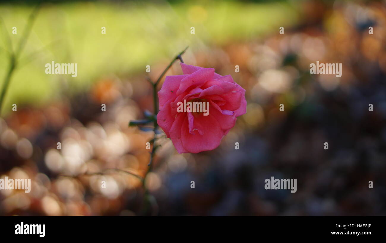 Sad flower hi-res stock photography and images - Alamy