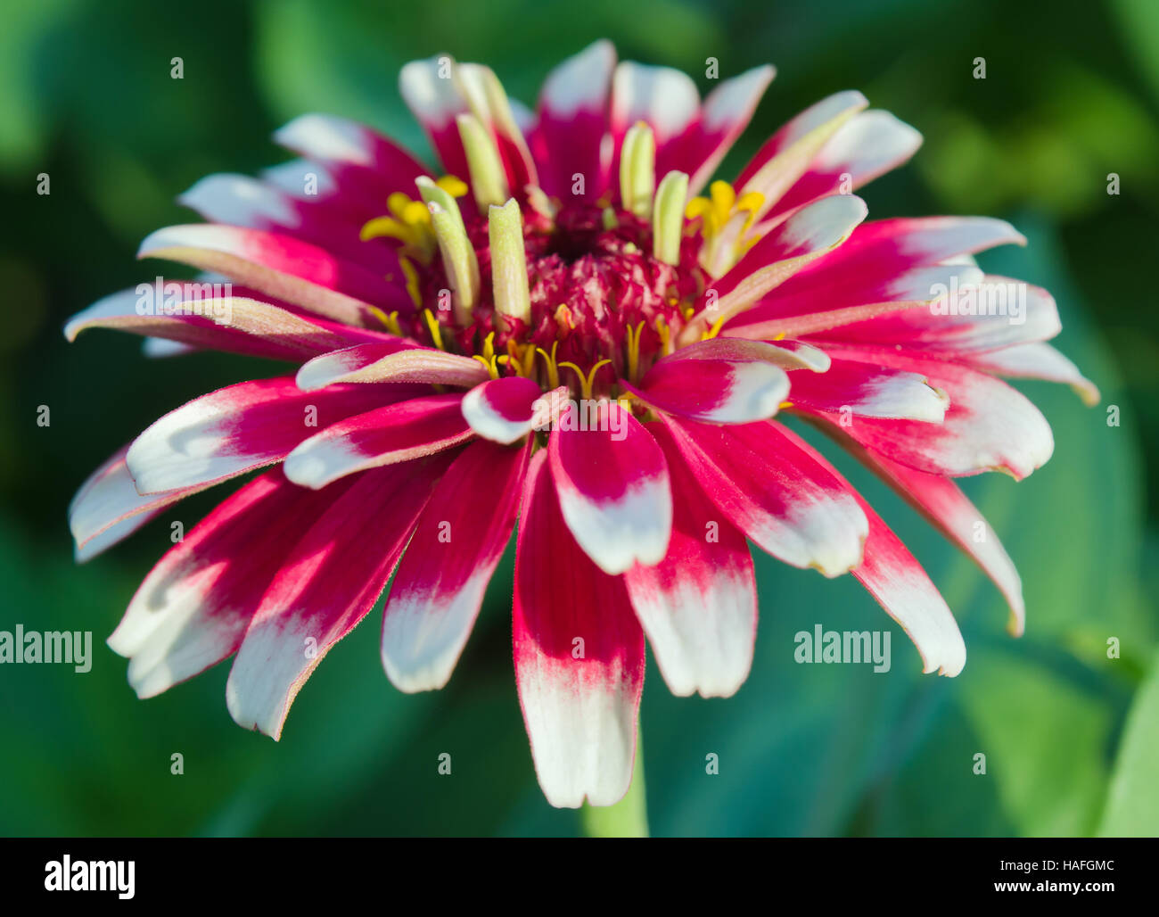 Aster flower White and red hybrid (Also called as Callistephus ...