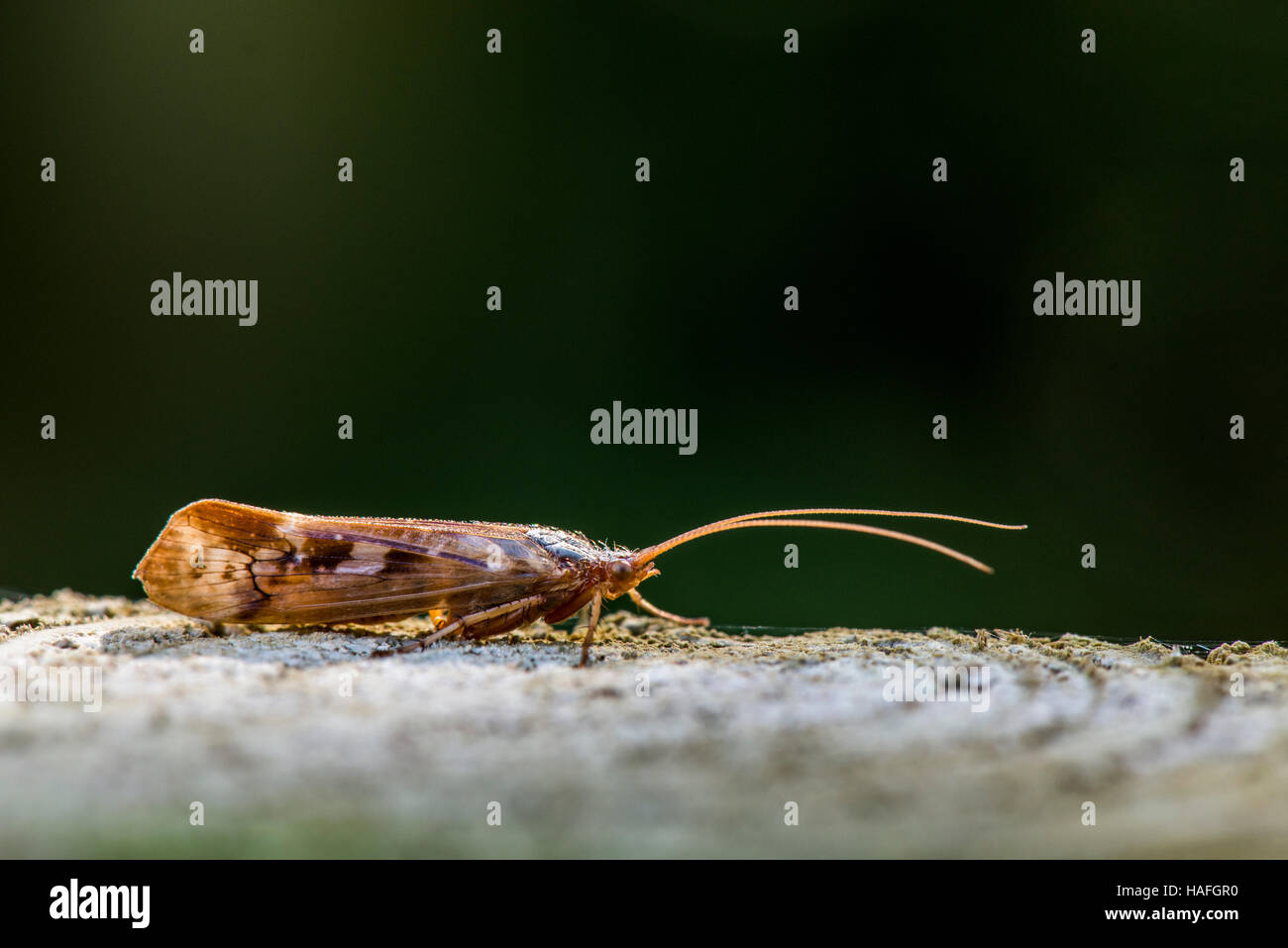 Caddis fly - Limnephilus lunatus at Whisby Nature Park, Near Lincoln ...
