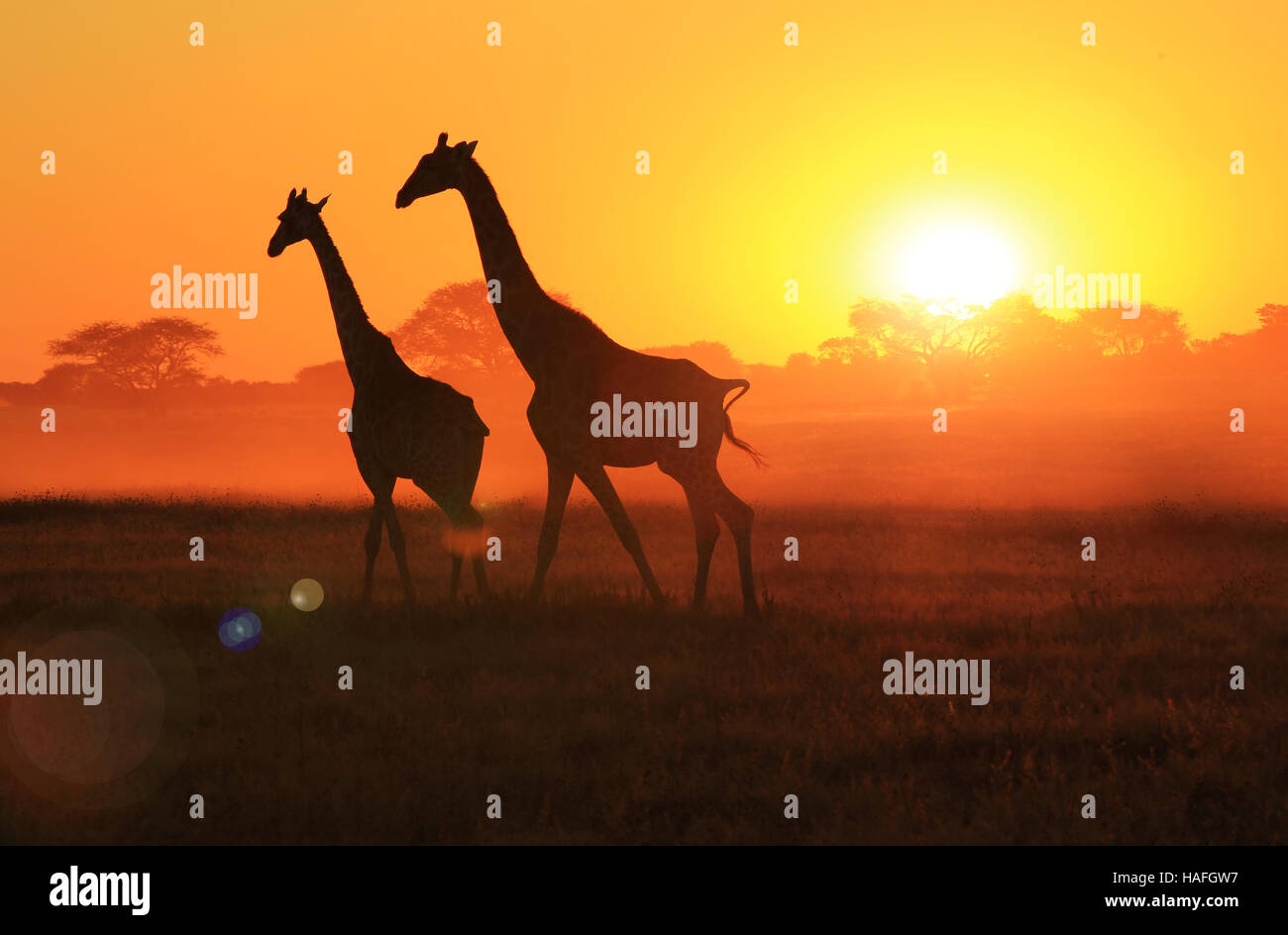 Giraffe In Sunset Harmony