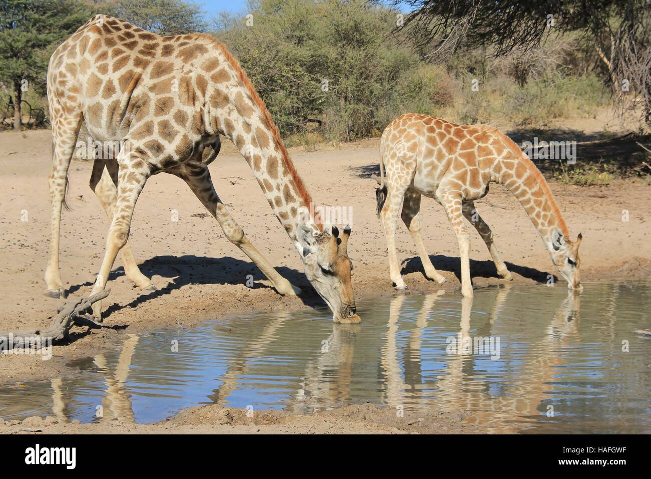 Giraffe - African Wildlife Background - Splits for Sips Stock Photo - Alamy