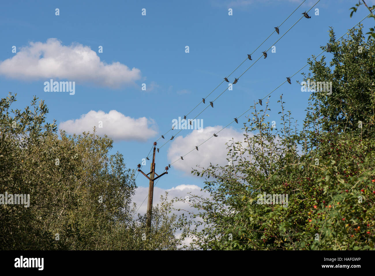Swan Deflectors, devices to prevent birds from hitting electricity ...