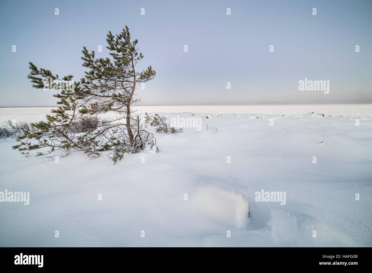 Coastal pine tree hi-res stock photography and images - Alamy