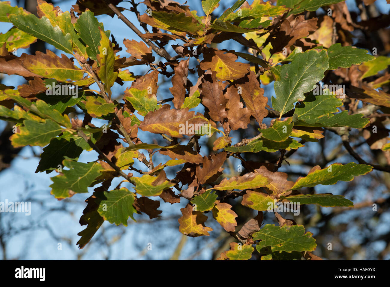 Decaying tree leaves hi-res stock photography and images - Alamy
