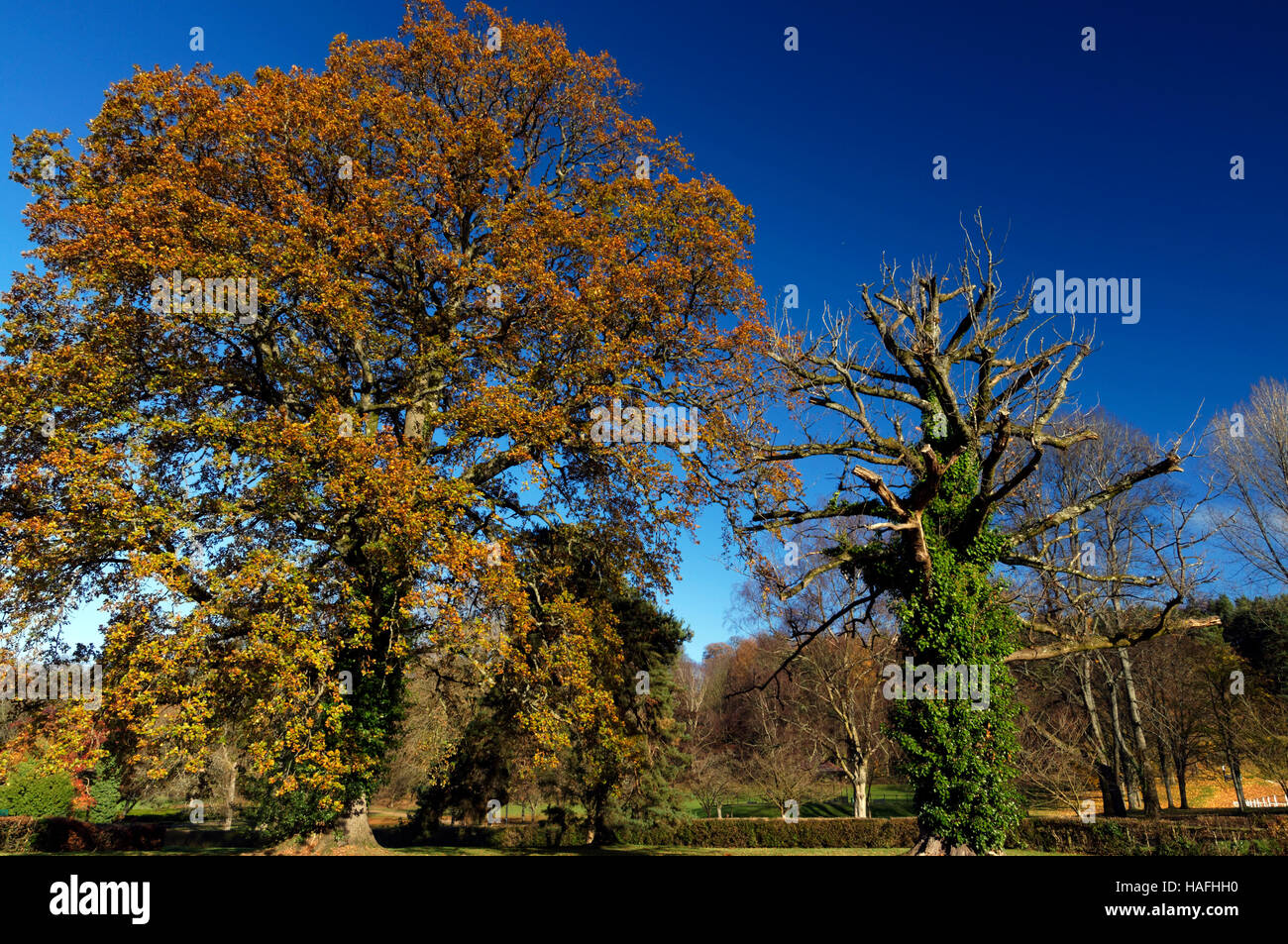 Pontymoile gates pontypool park hanbury autumn november torfaen wales ...