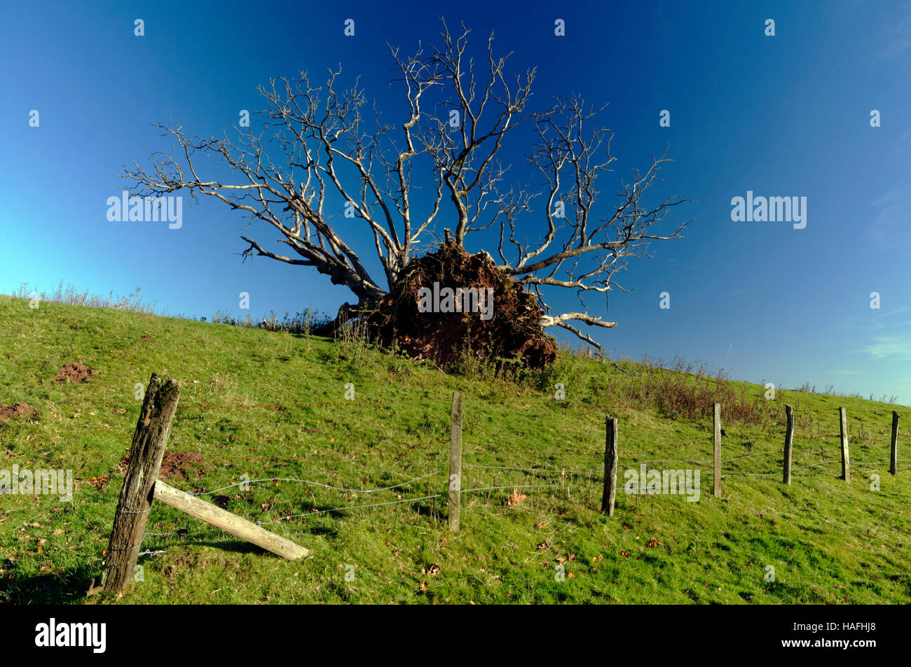 Dead uprooted tree hi-res stock photography and images - Alamy