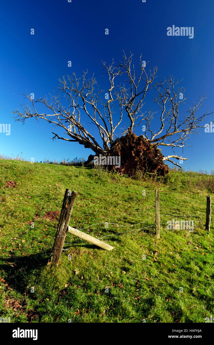 Dead uprooted tree hi-res stock photography and images - Alamy