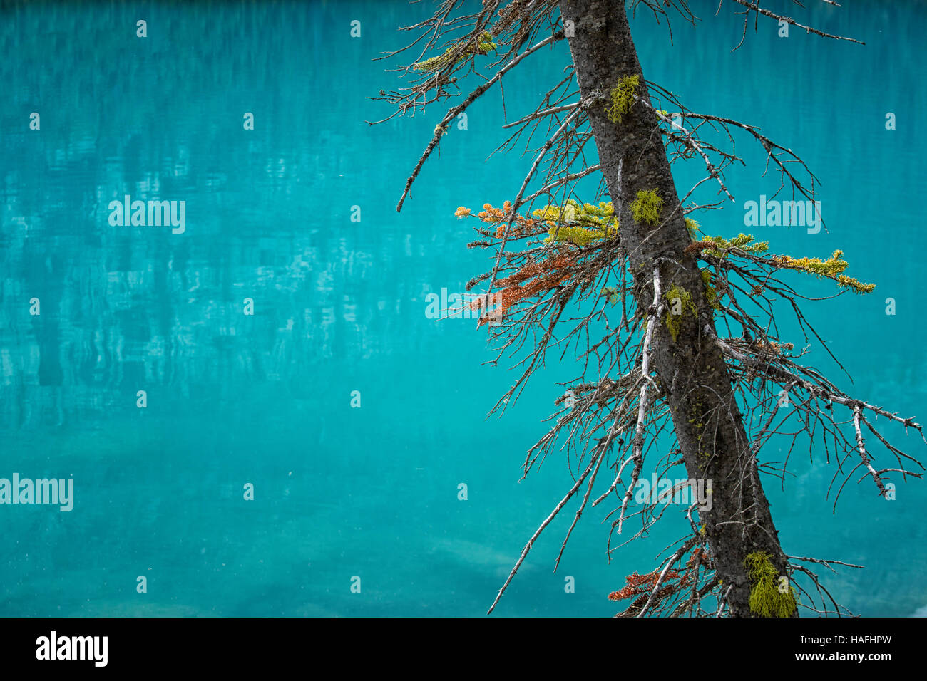Bark tree and turquoise water Stock Photo - Alamy