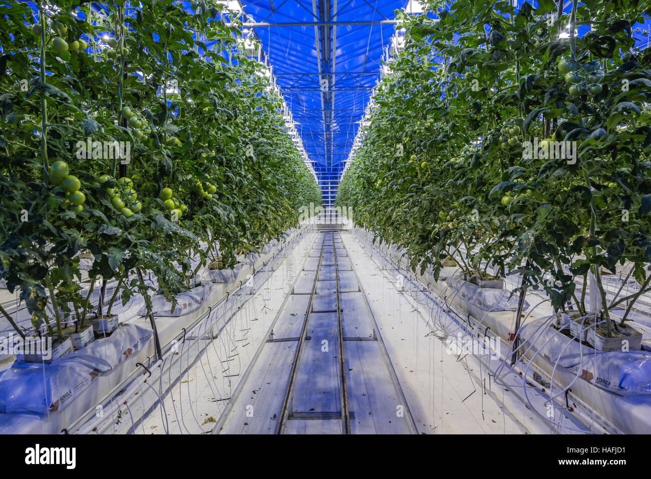 Fridheimar greenhouses hi-res stock photography and images - Alamy