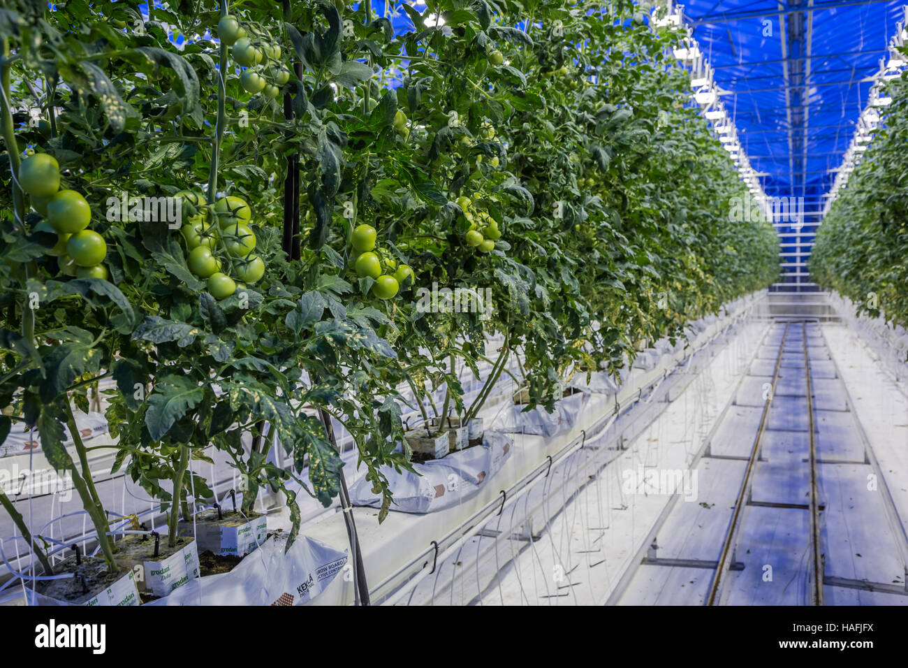 Fridheimar greenhouses hi-res stock photography and images - Alamy