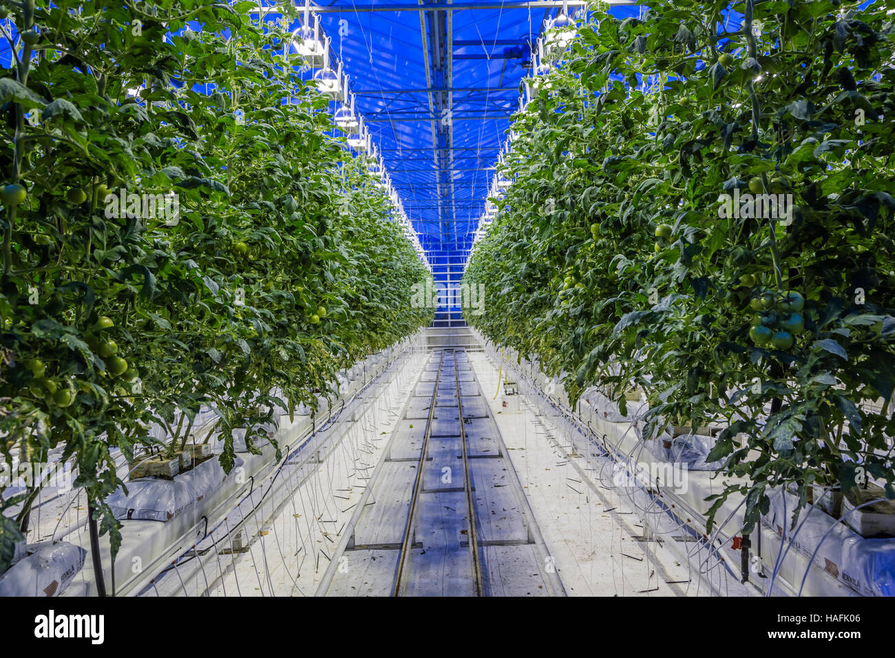 Fridheimar greenhouses hi-res stock photography and images - Alamy