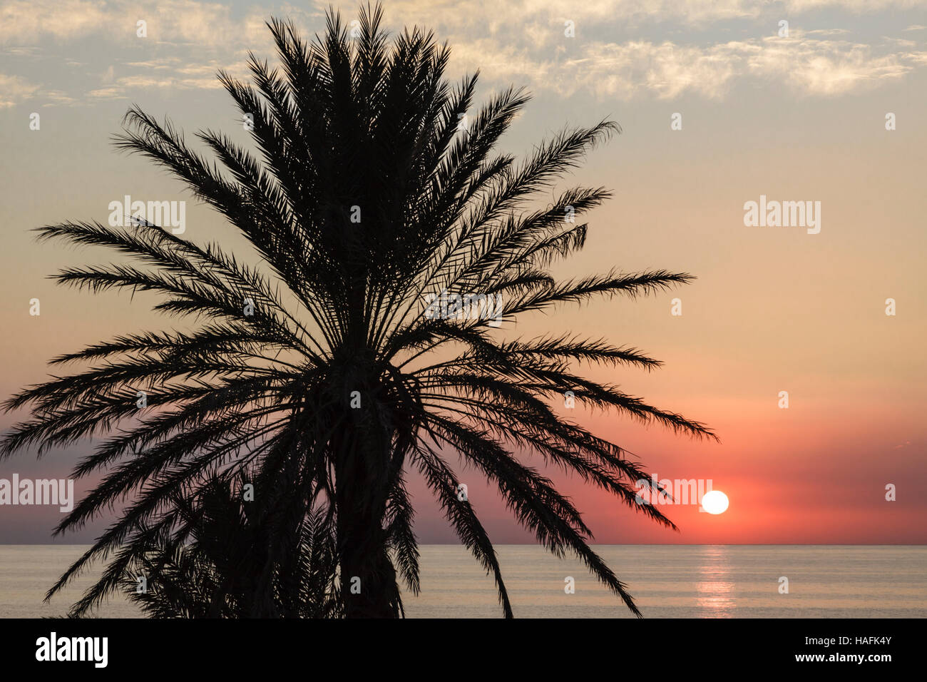 Beautiful sunset palm tree on hi-res stock photography and images - Alamy