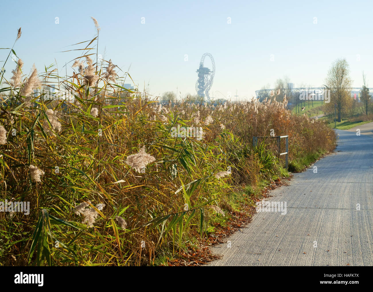 Reed beds london close up hi-res stock photography and images - Alamy