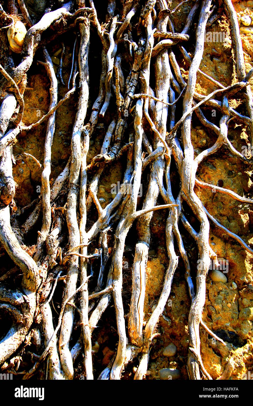 ivy roots growing up an old wall Stock Photo - Alamy