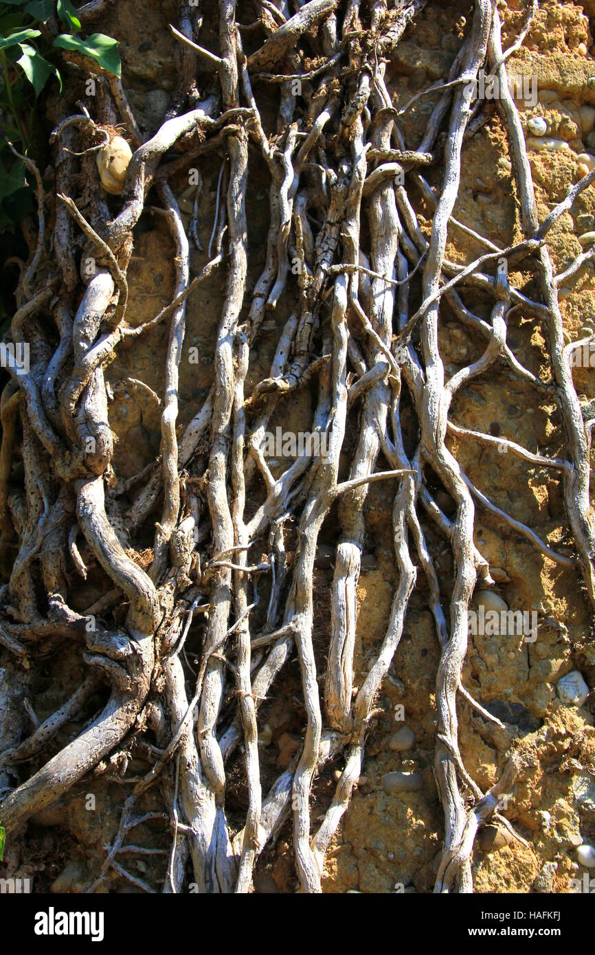Ivy Root Stock Photos & Ivy Root Stock Images - Alamy