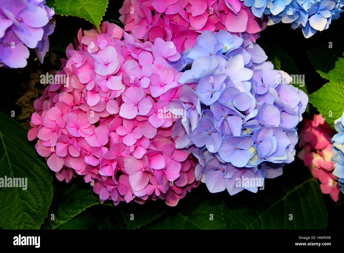 bouquet of beautiful pink and purple hydrangea Stock Photo - Alamy