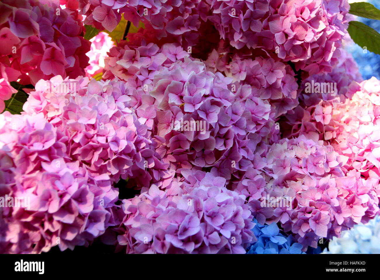 bouquet of beautiful pink and purple hydrangea Stock Photo - Alamy