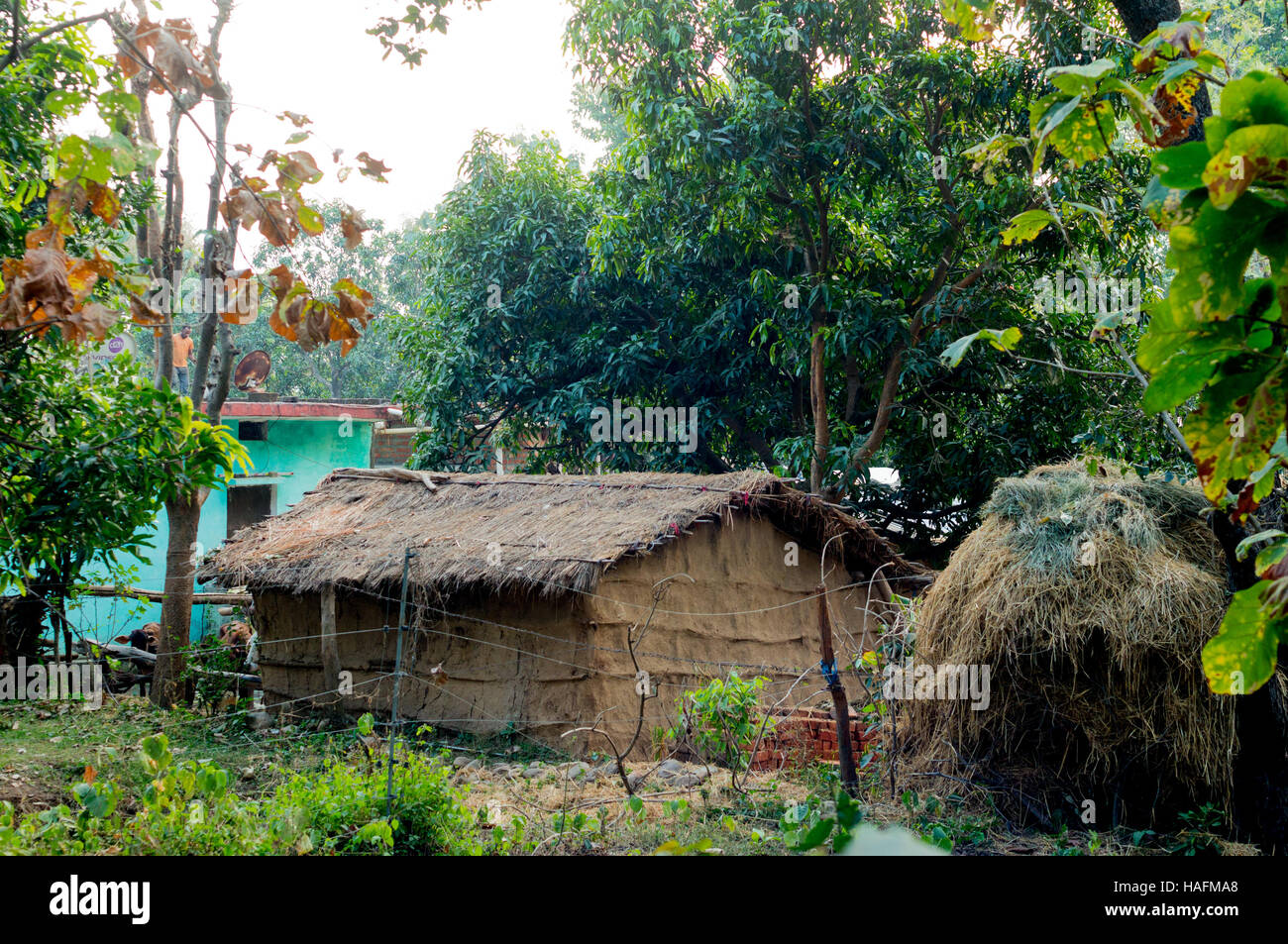 Thatched hut surrounded by trees Stock Photo - Alamy