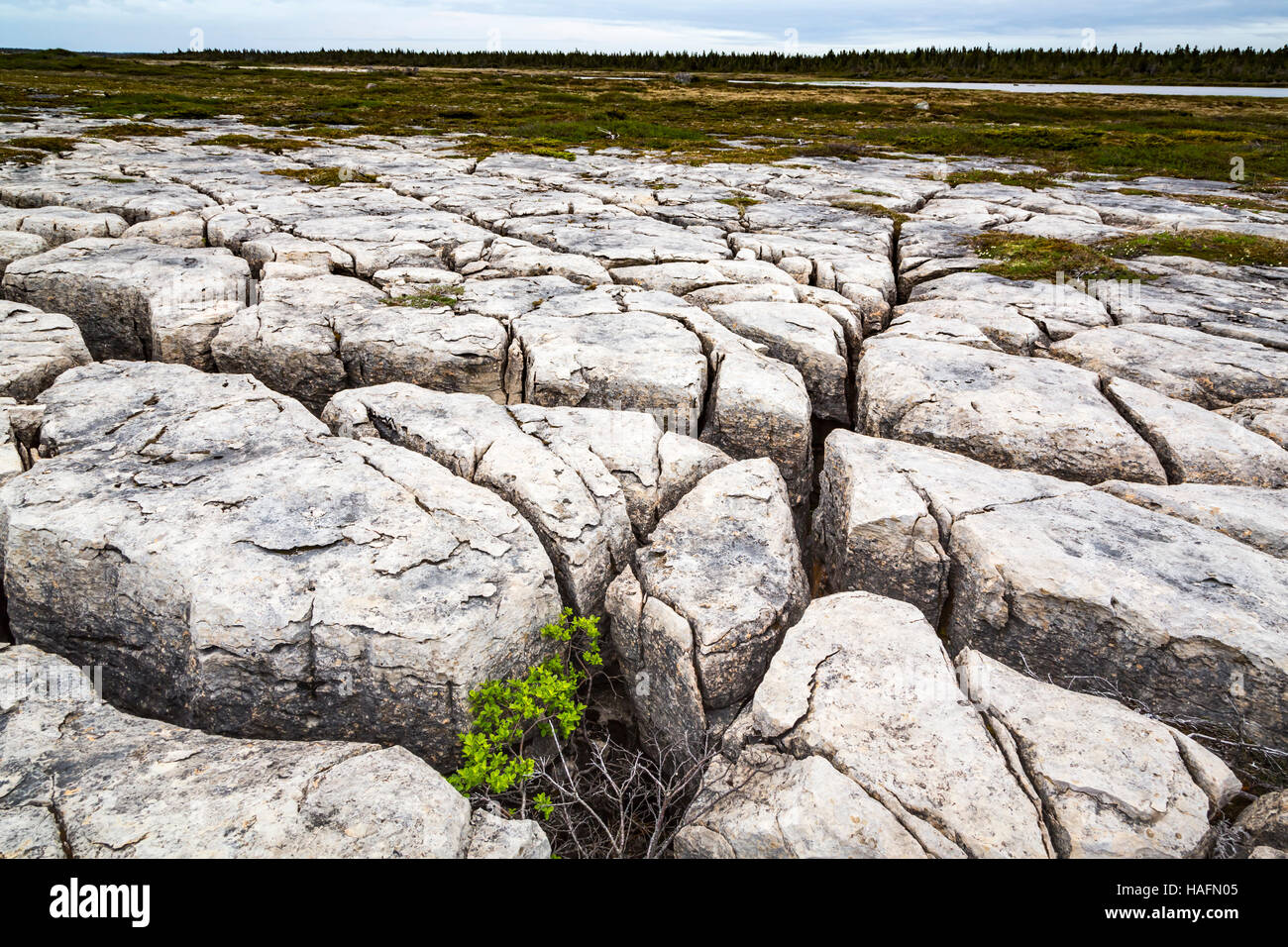 Large white rocks on the White Rocks walking trail near Flower Cove ...