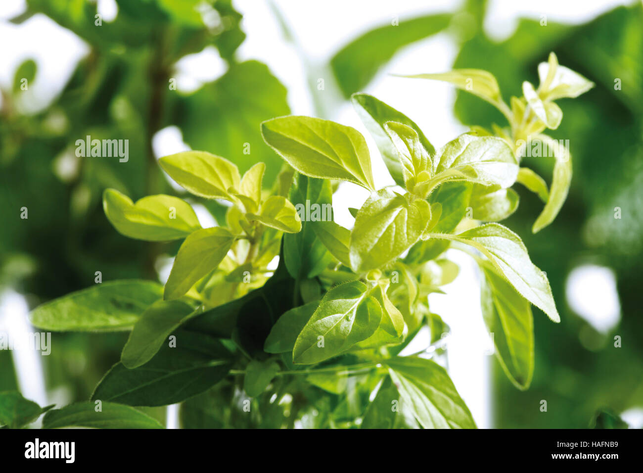 Golden oregano plant pot hi-res stock photography and images - Alamy