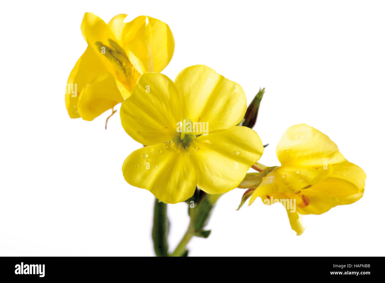 Common evening primrose or Evening star (Oenothera biennis Stock Photo ...